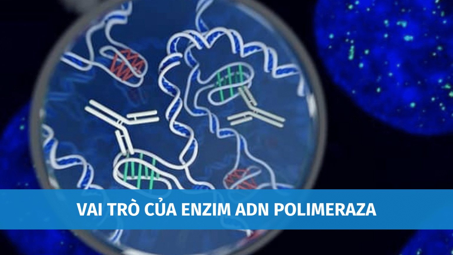 Vai Trò Của Enzim ADN Polimeraza Trong Quá Trình Nhân Đôi ADN - VIETGEN